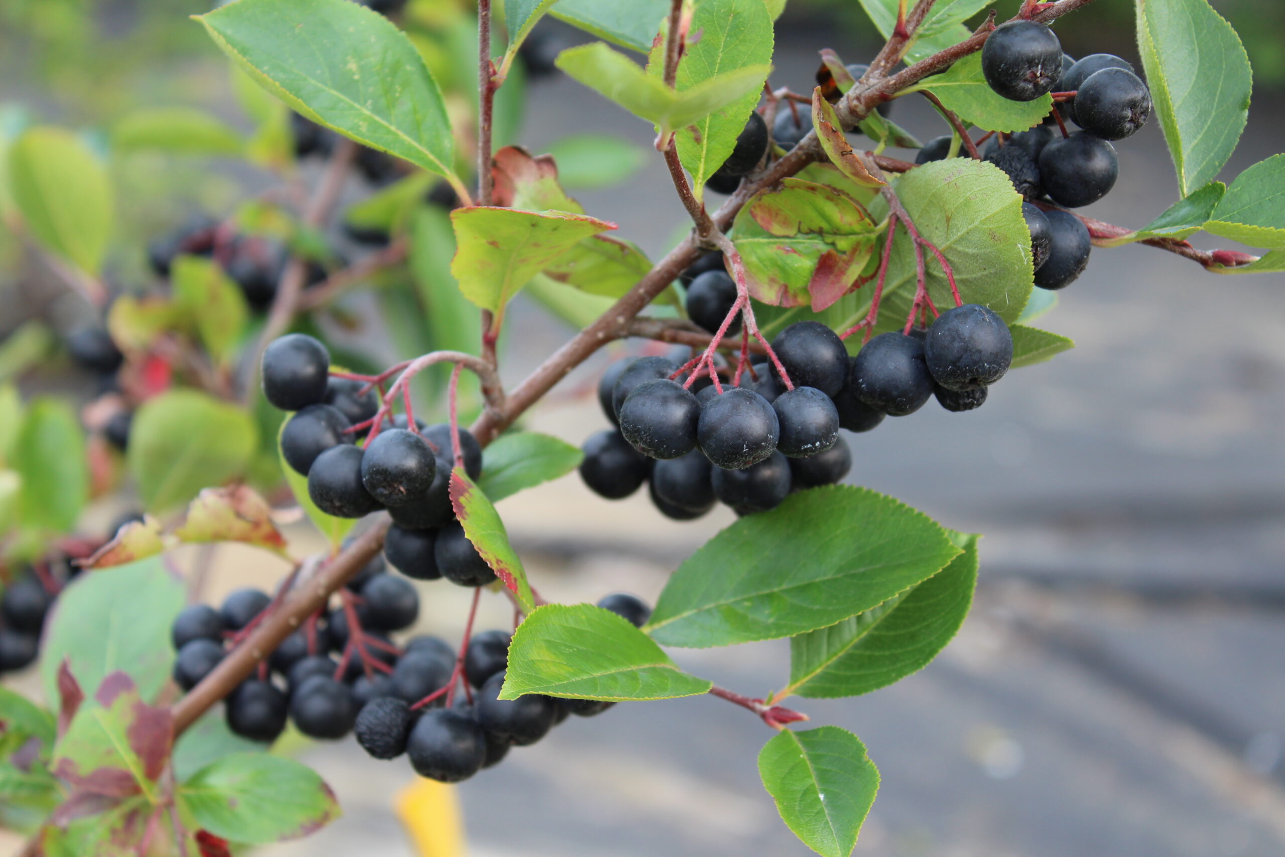Aronia: valores nutricionales, propiedades y usos - Activa tu Cerebro